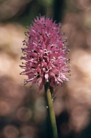 Swamp Pink, Helonias Bullata - CU Maurice River