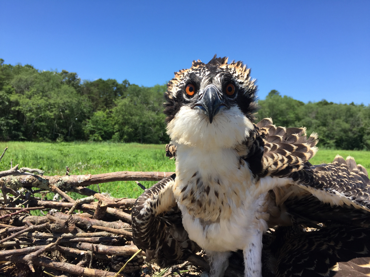 Osprey Photos Osprey Of The Jersey Shore | 2020 31 | Osprey Of New